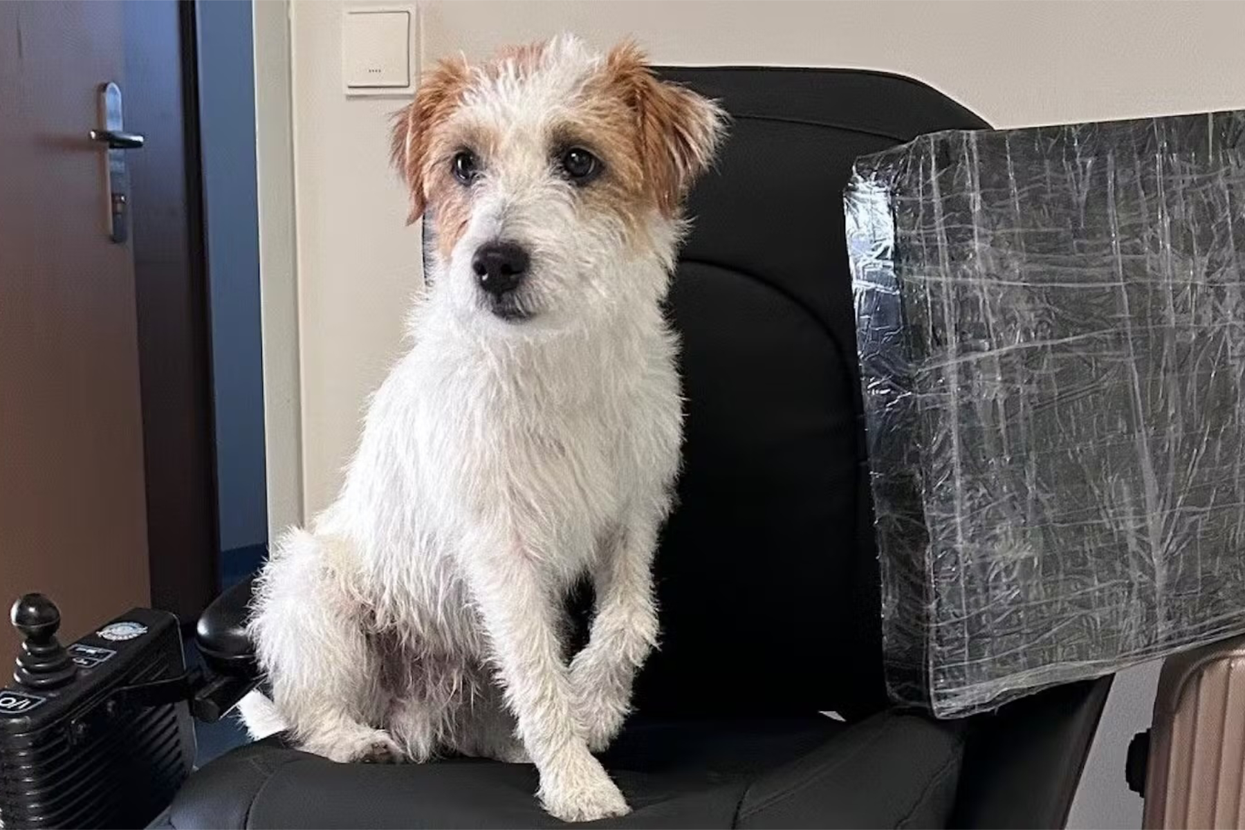 Sniffer Dogs Find 14kg of Cocaine in Fake Wheelchair at Vienna Airport ...