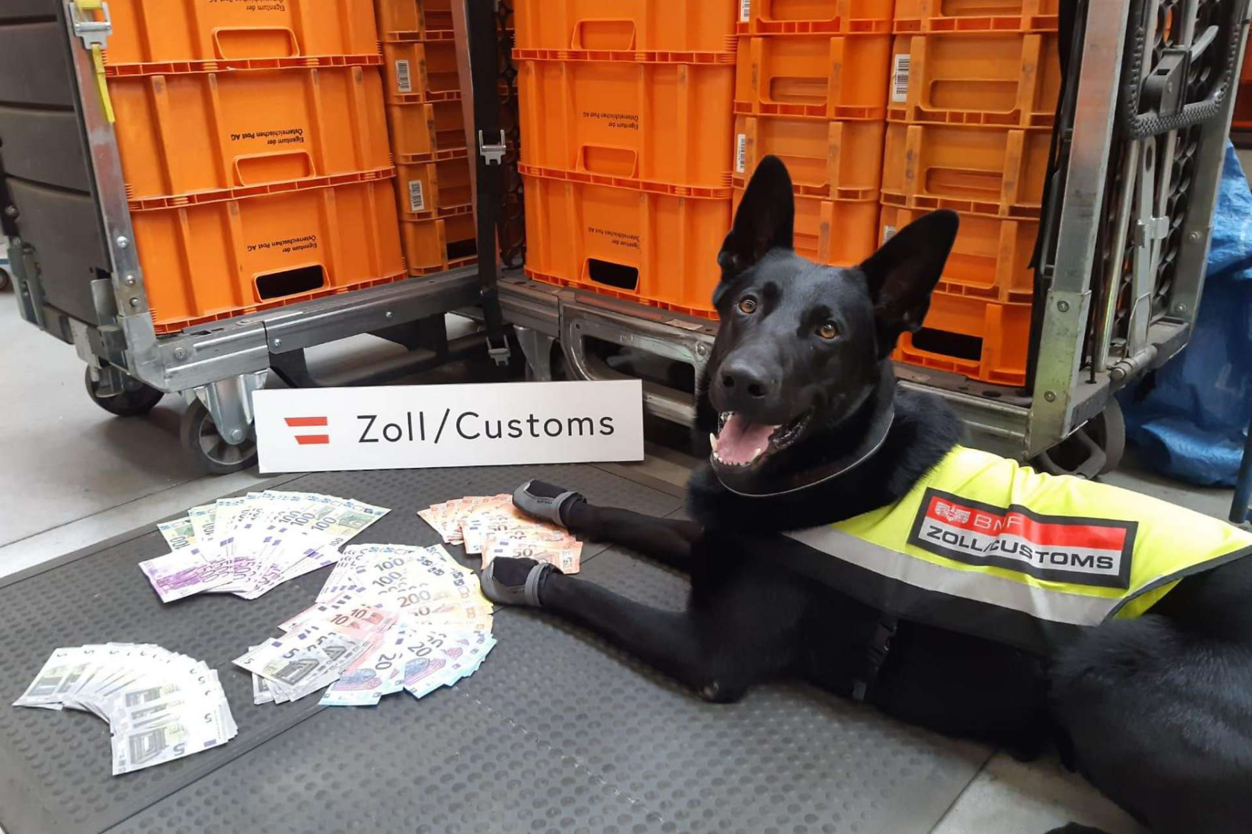 A Successful Six Months for Sniffer Dogs at Vienna Airport - The ...