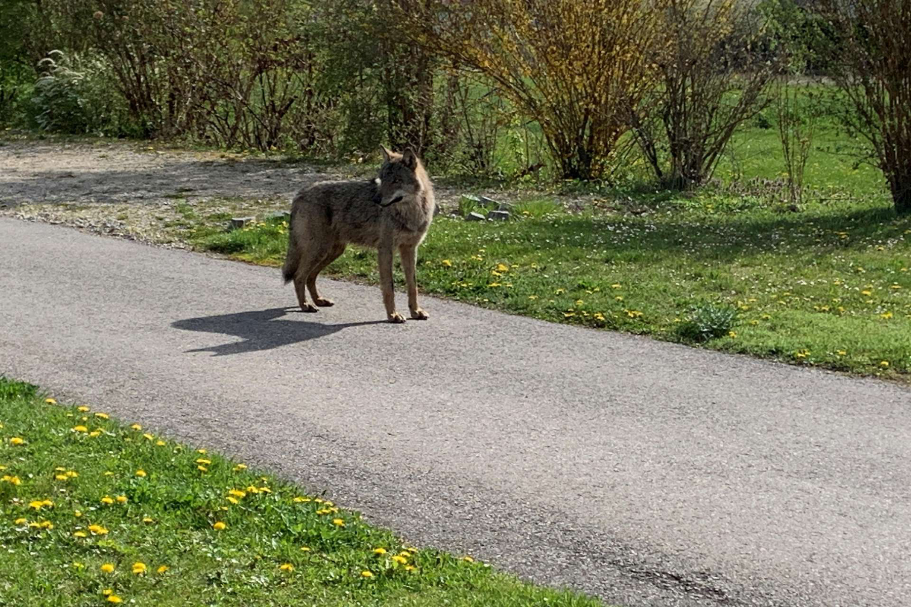 Wolves Return to Austria from Eastern Europe - The International